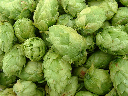 World's largest hop supplier to open pilot brewery | BeerPulse